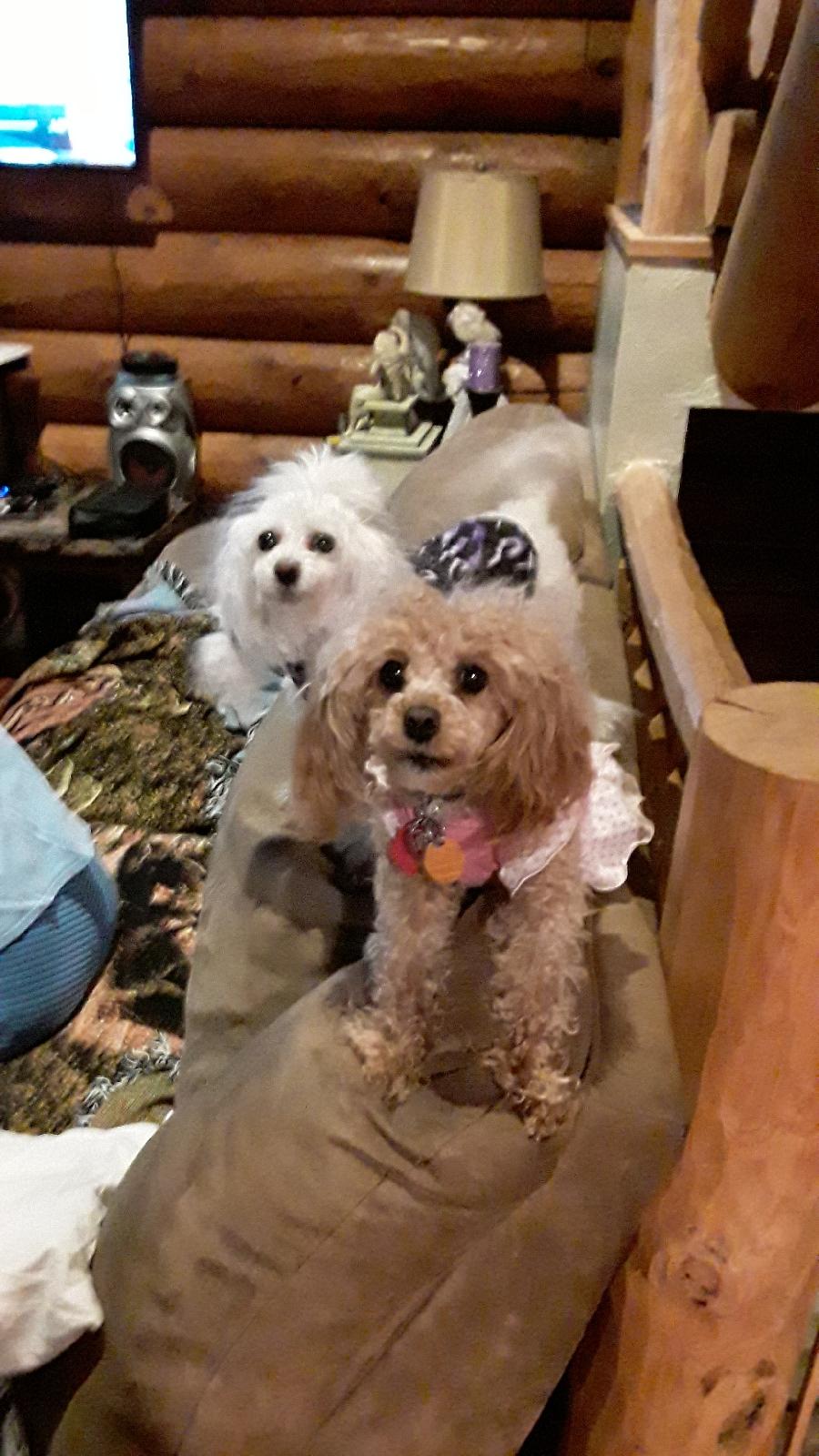 POODLE GALLERY | Pampered Poodles