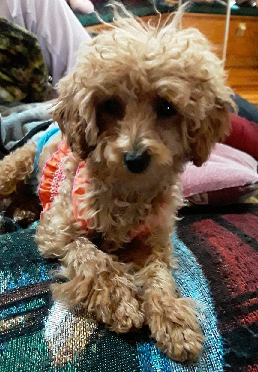Pampered Poodles – Breeding for health and personality.