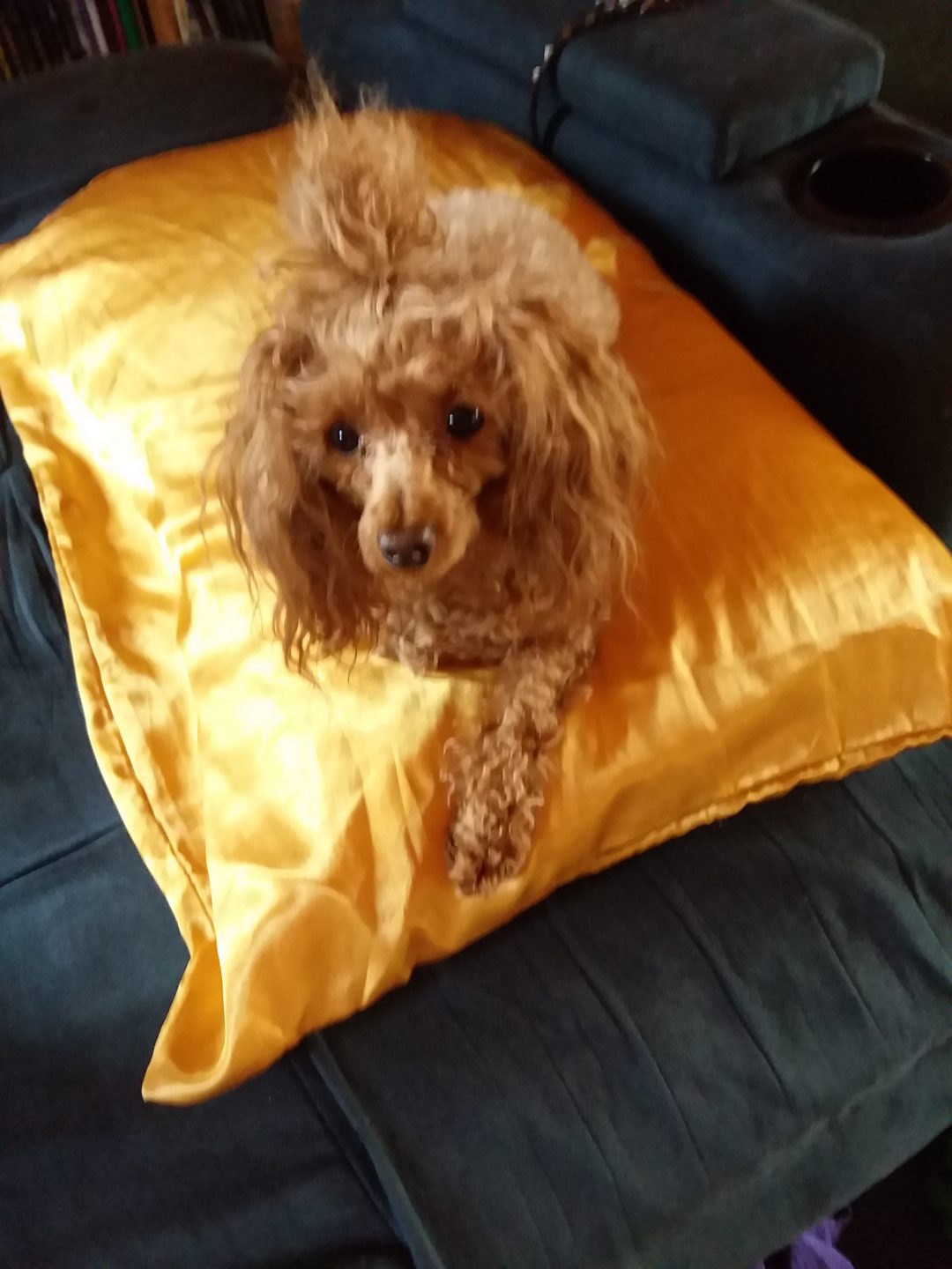 POODLE GALLERY | Pampered Poodles