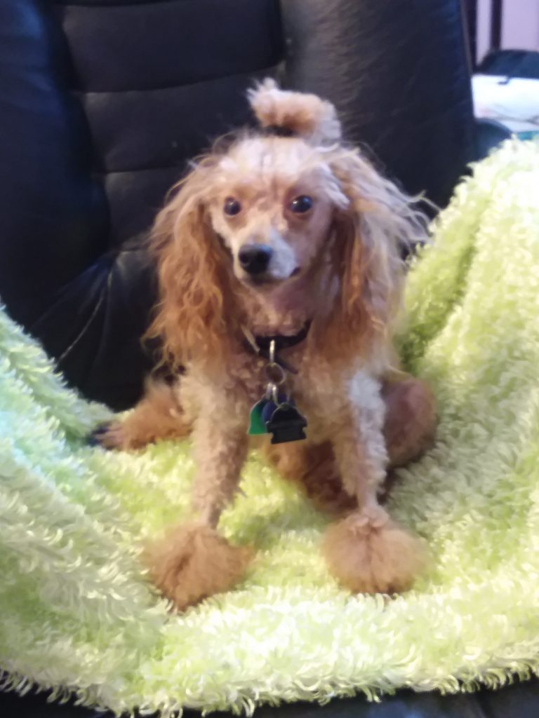POODLE GALLERY | Pampered Poodles