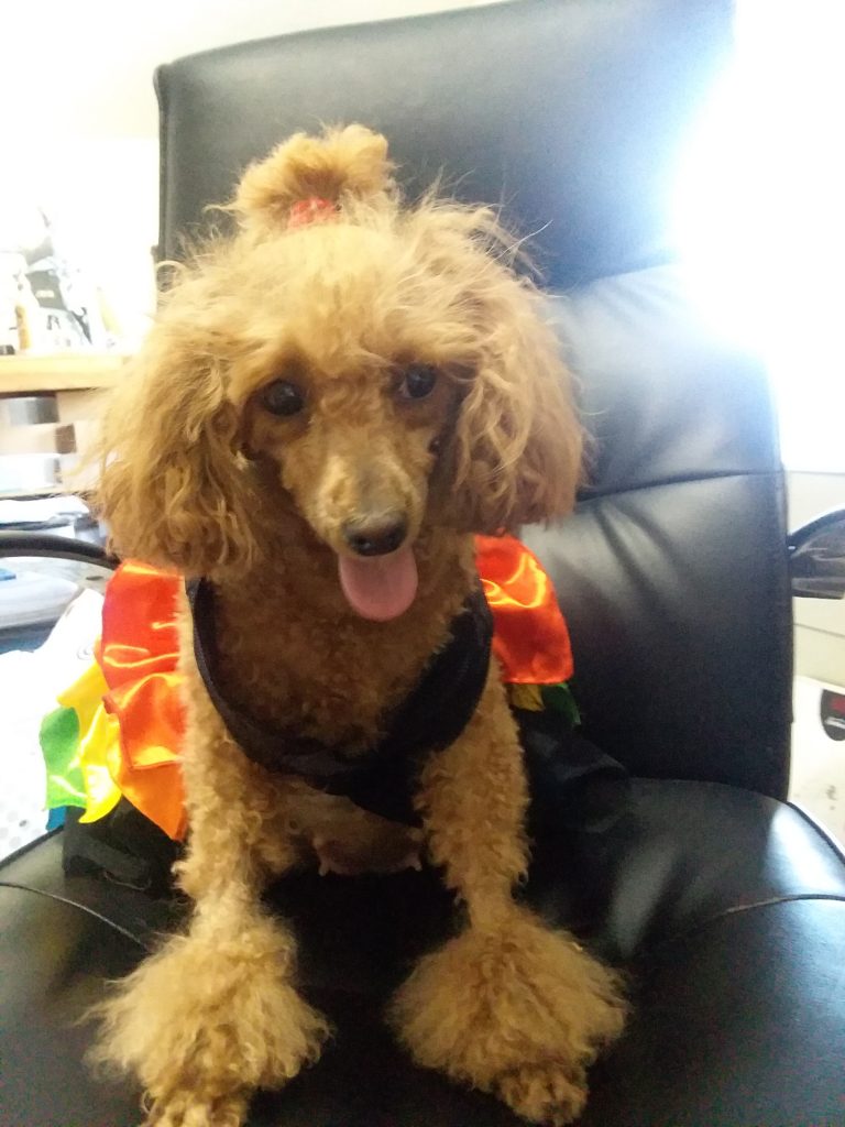 POODLE GALLERY | Pampered Poodles