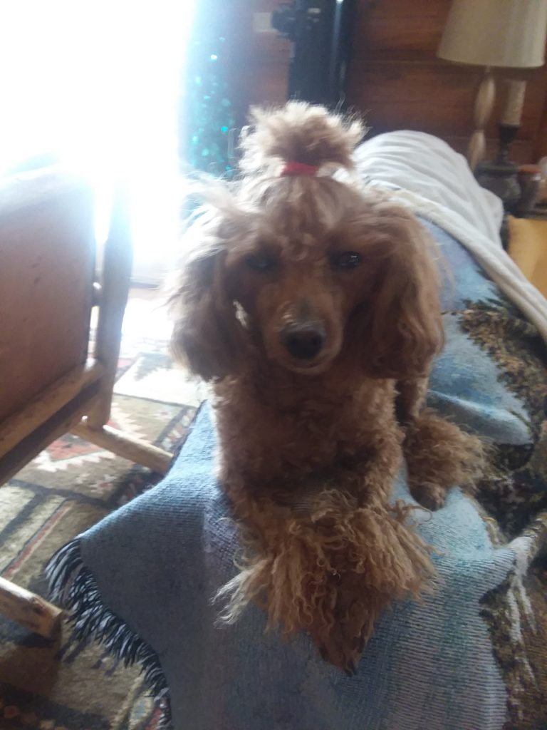 POODLE GALLERY | Pampered Poodles
