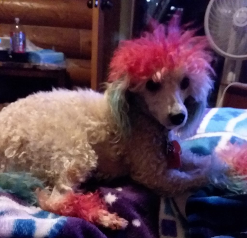 POODLE GALLERY | Pampered Poodles